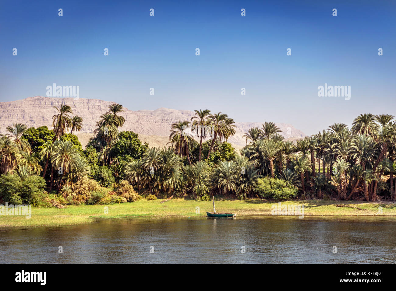 Amazing scenario at the Nile River edge with palm trees, grass and rock ...