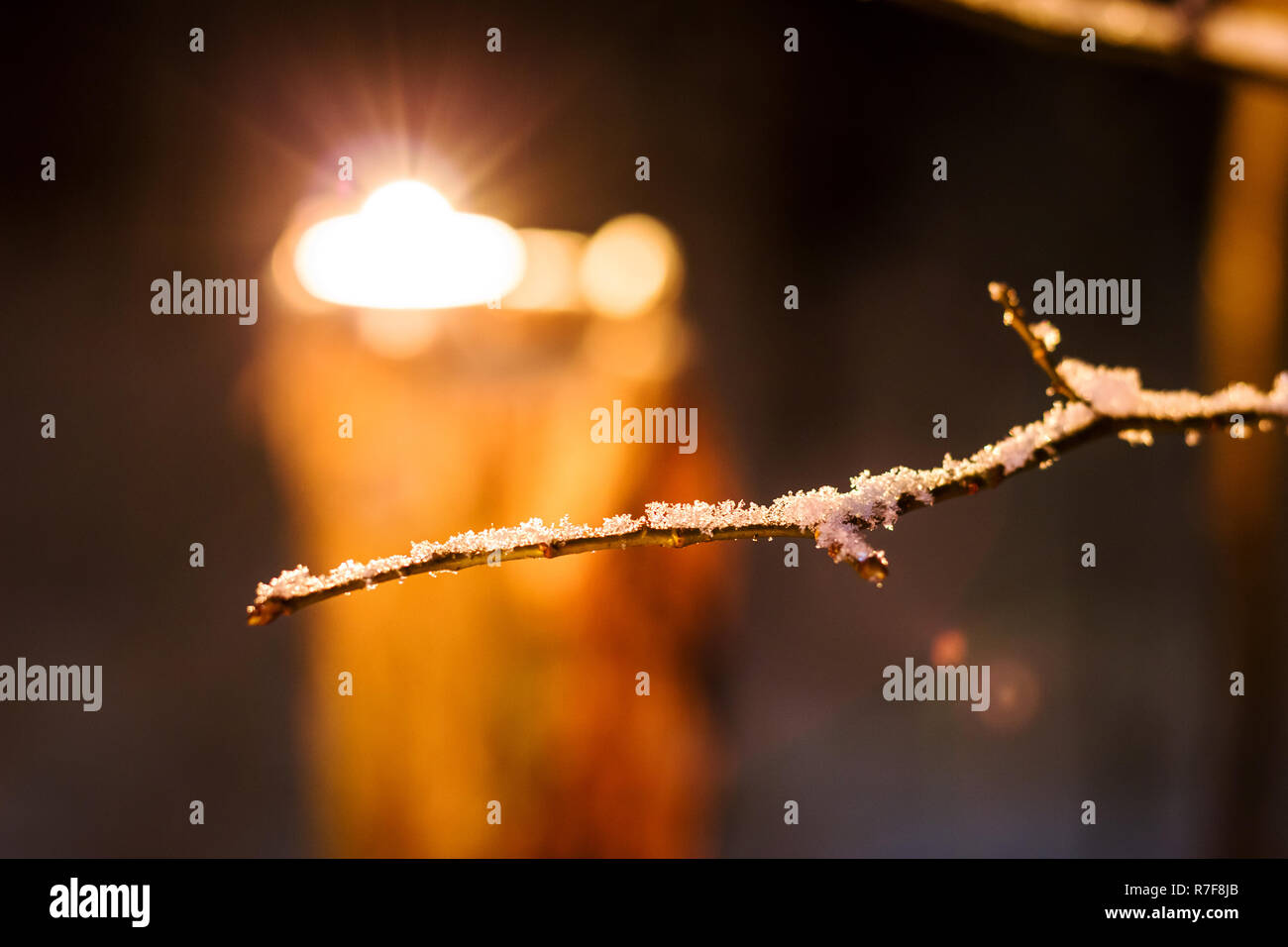 Branch with snow at night in winter Stock Photo - Alamy