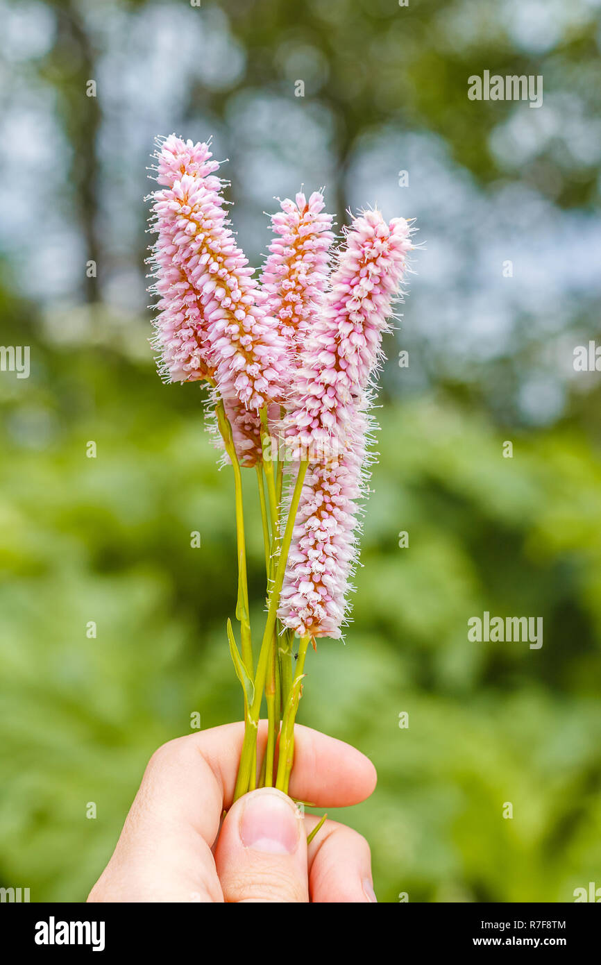 Flowers of European bistort, Bistorta officinalis Stock Photo - Alamy