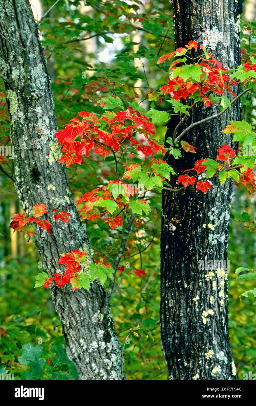 Trees show hi-res stock photography and images - Alamy