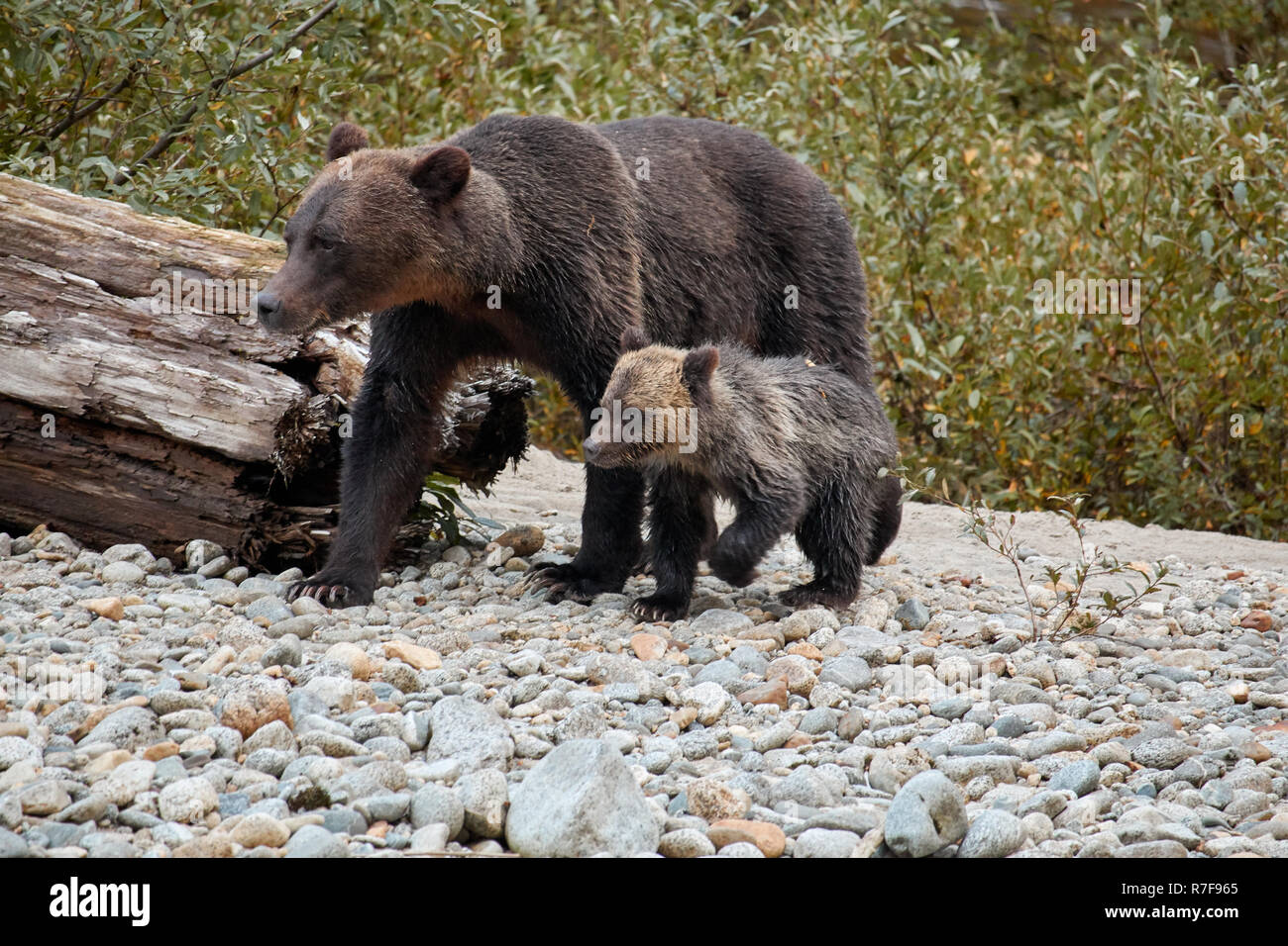 Grizzly bear sow and cub, Great Bear Rainforest Stock Photo - Alamy