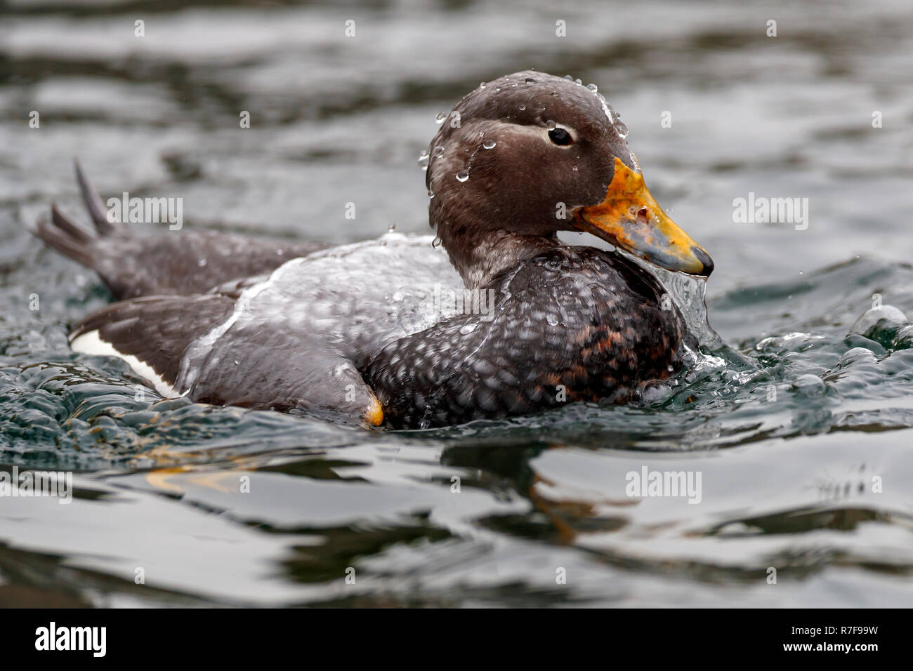 Flying steamer duck hi-res stock photography and images - Alamy