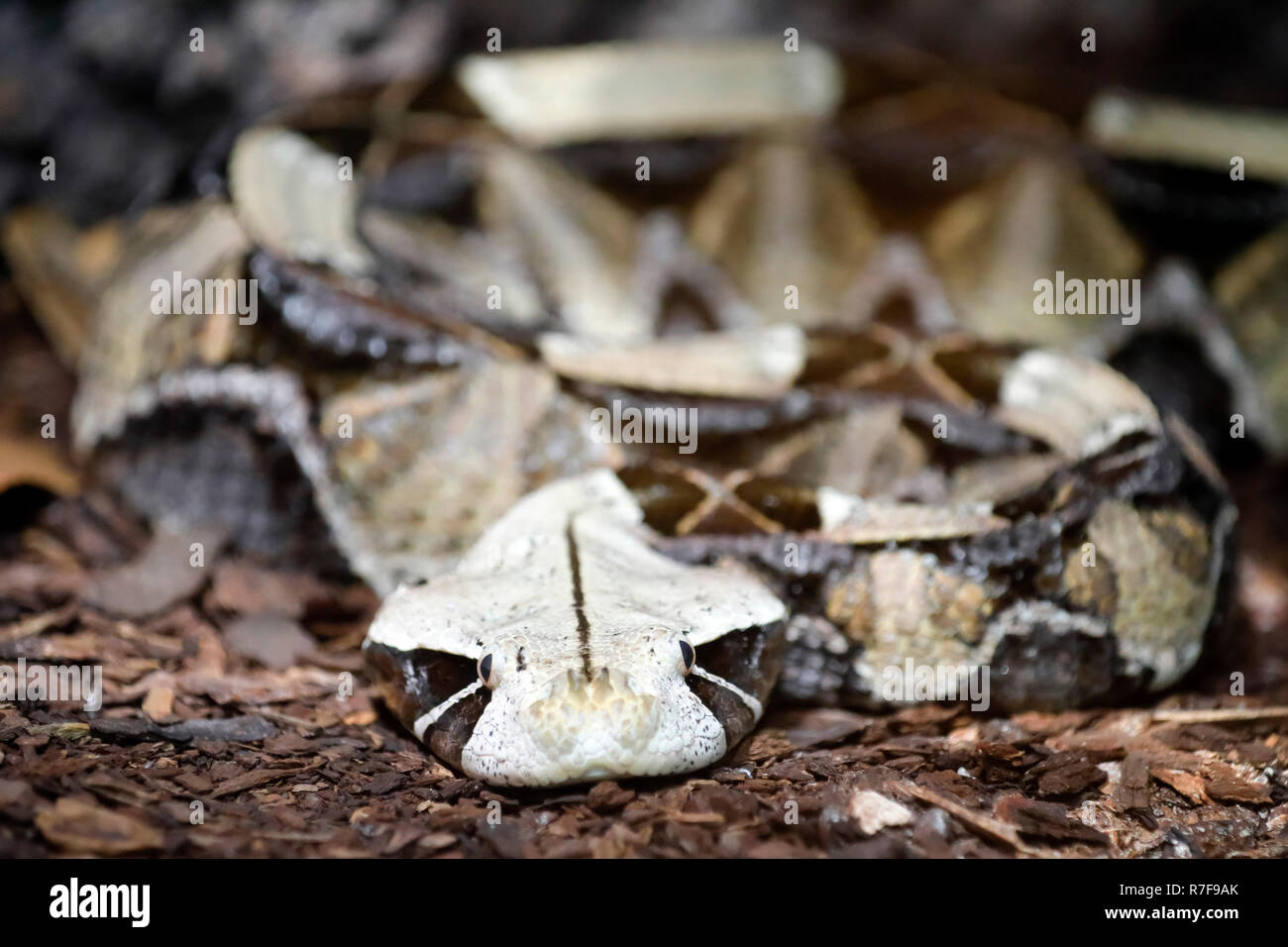 Gaboon viper, (Bitis gabonica), captive Stock Photo - Alamy