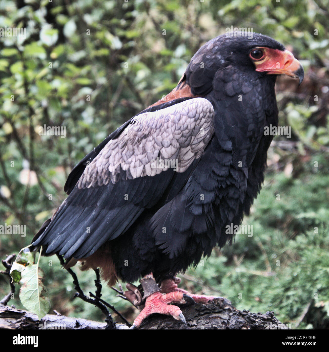 Great Bateleur