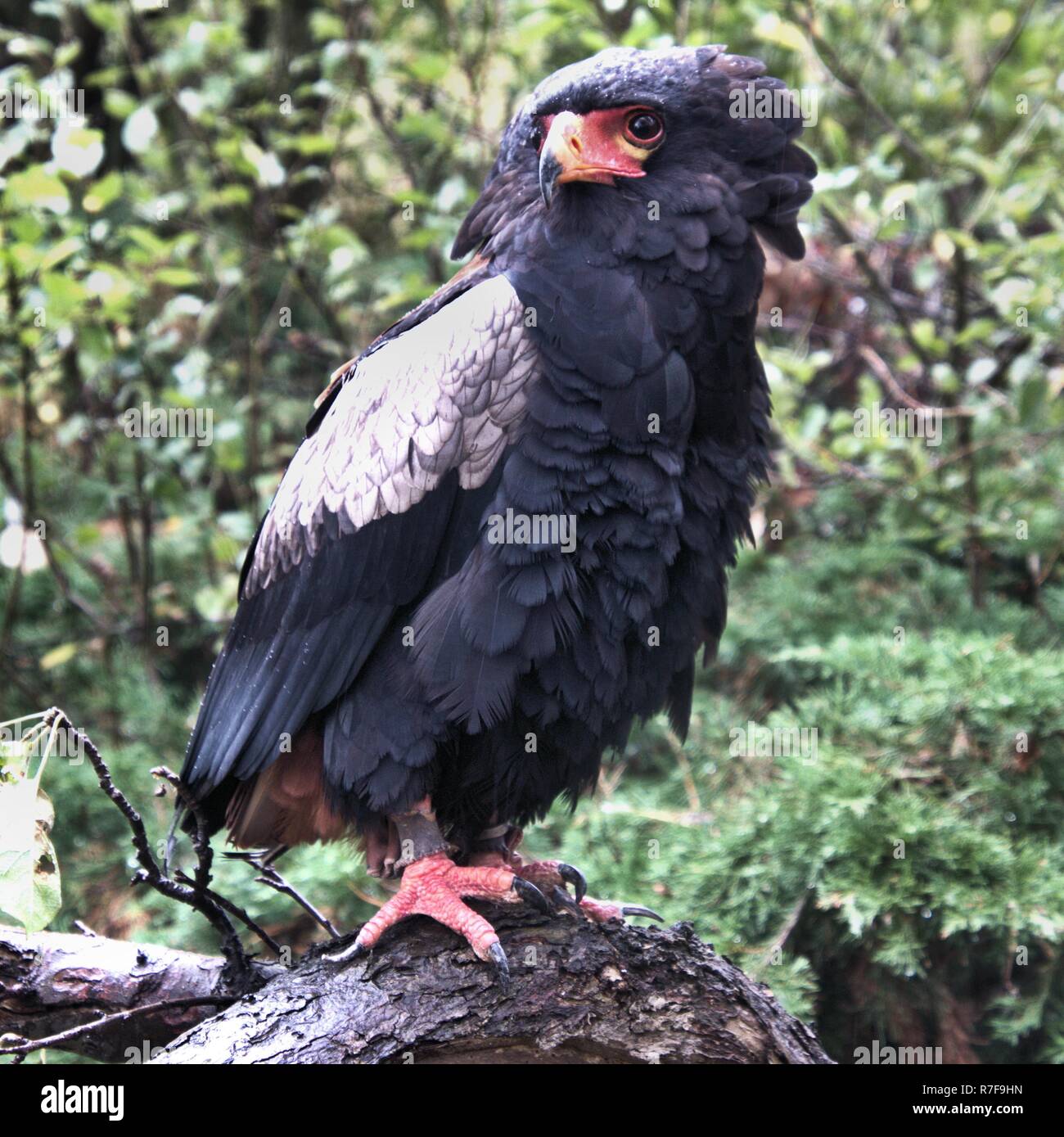 A picture of a Bateleur Eagle Stock Photo - Alamy