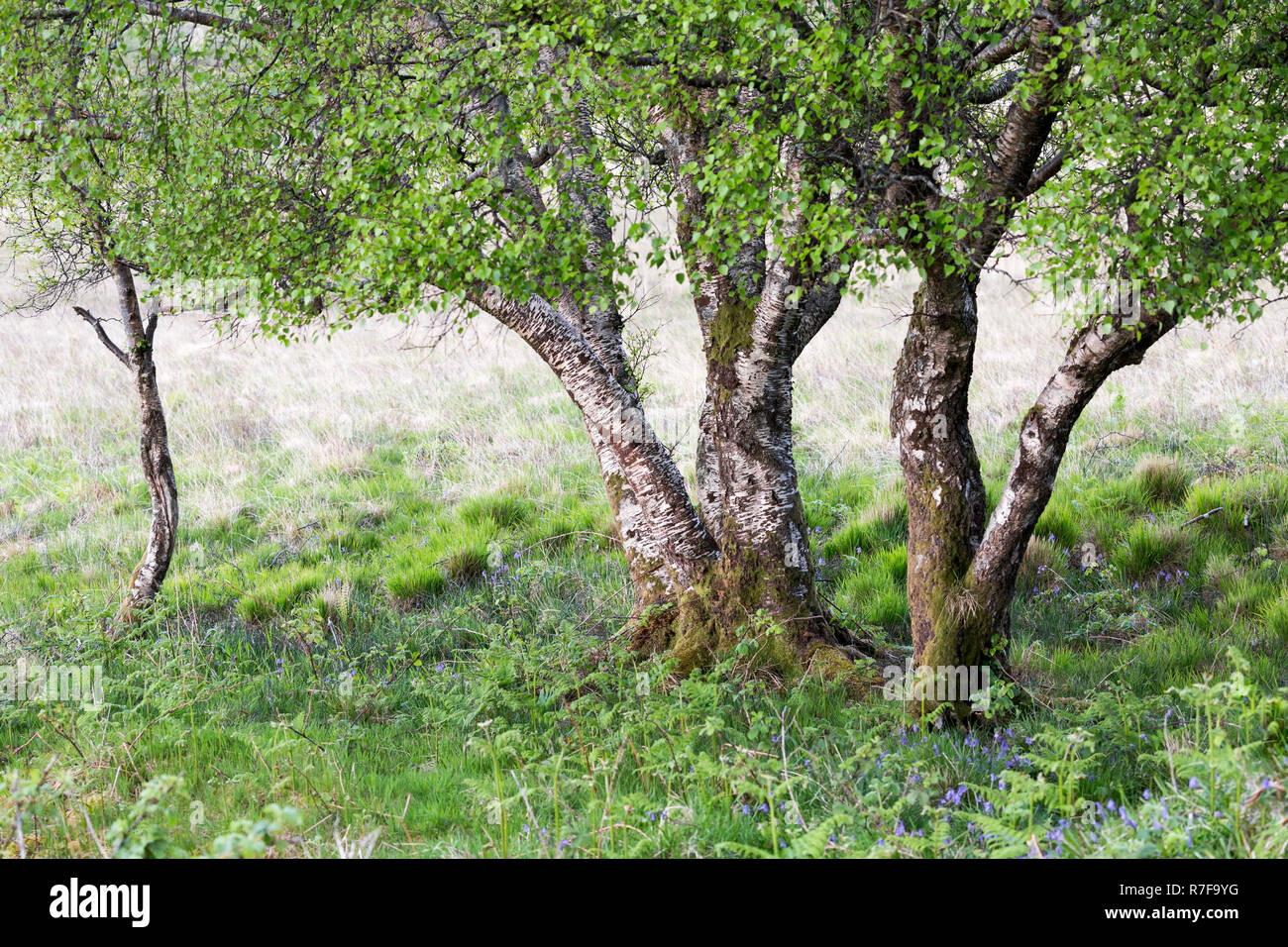 Copse silver birch trees betula hi-res stock photography and images - Alamy