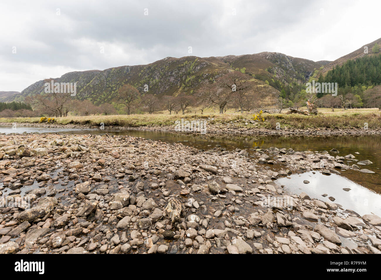 Lichen coved bare trees on the side of the river seen across the gravel ...