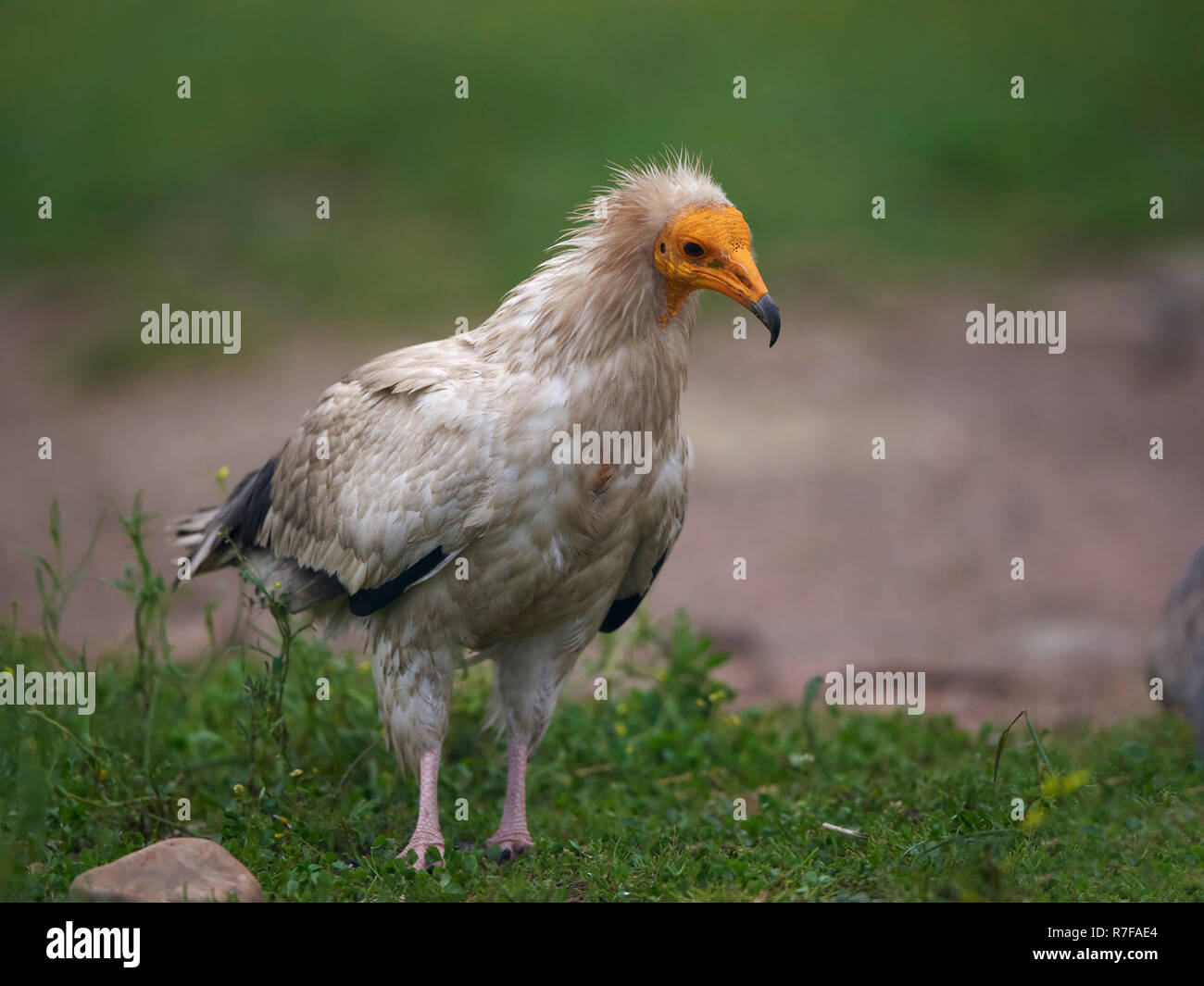 Vulture in natural habitat hi-res stock photography and images - Alamy