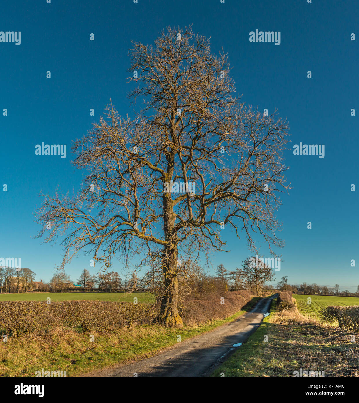 A single bare Sycamore Acer Pseudoplatanus tree in a hedgerow in bright ...