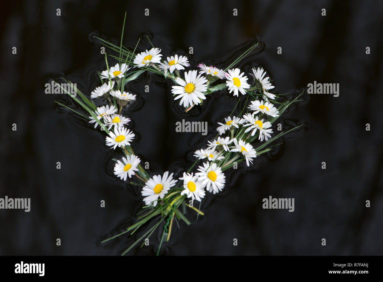 Floating heart of daisy flowers Stock Photo - Alamy