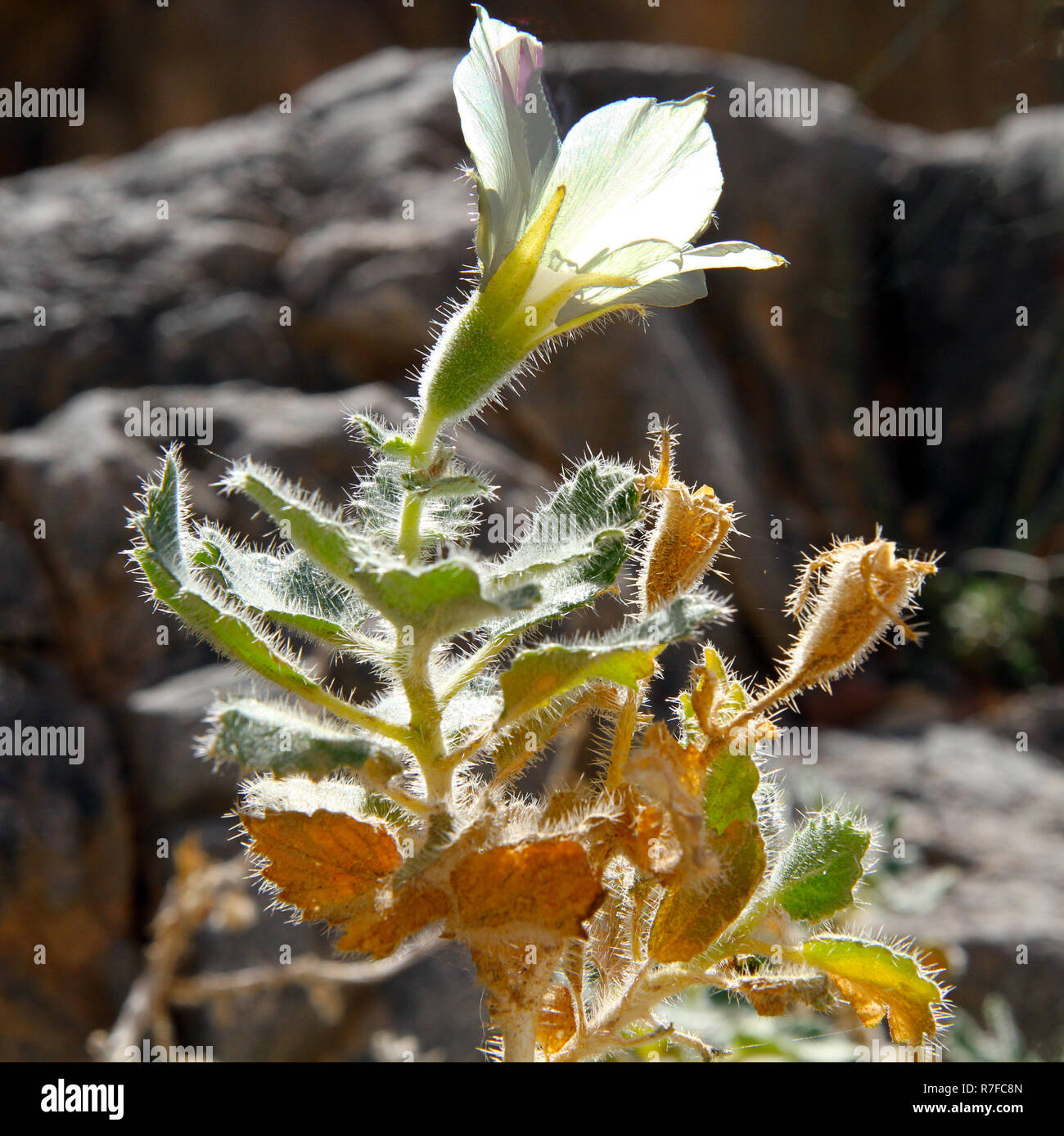 back lit desert flower at Titus Canyon Stock Photo - Alamy