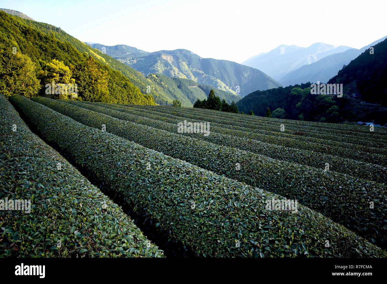 Japanese Tea Growing High Resolution Stock Photography and Images - Alamy