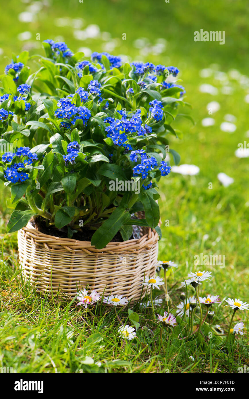 Forget me not flowers on a meadow Stock Photo - Alamy