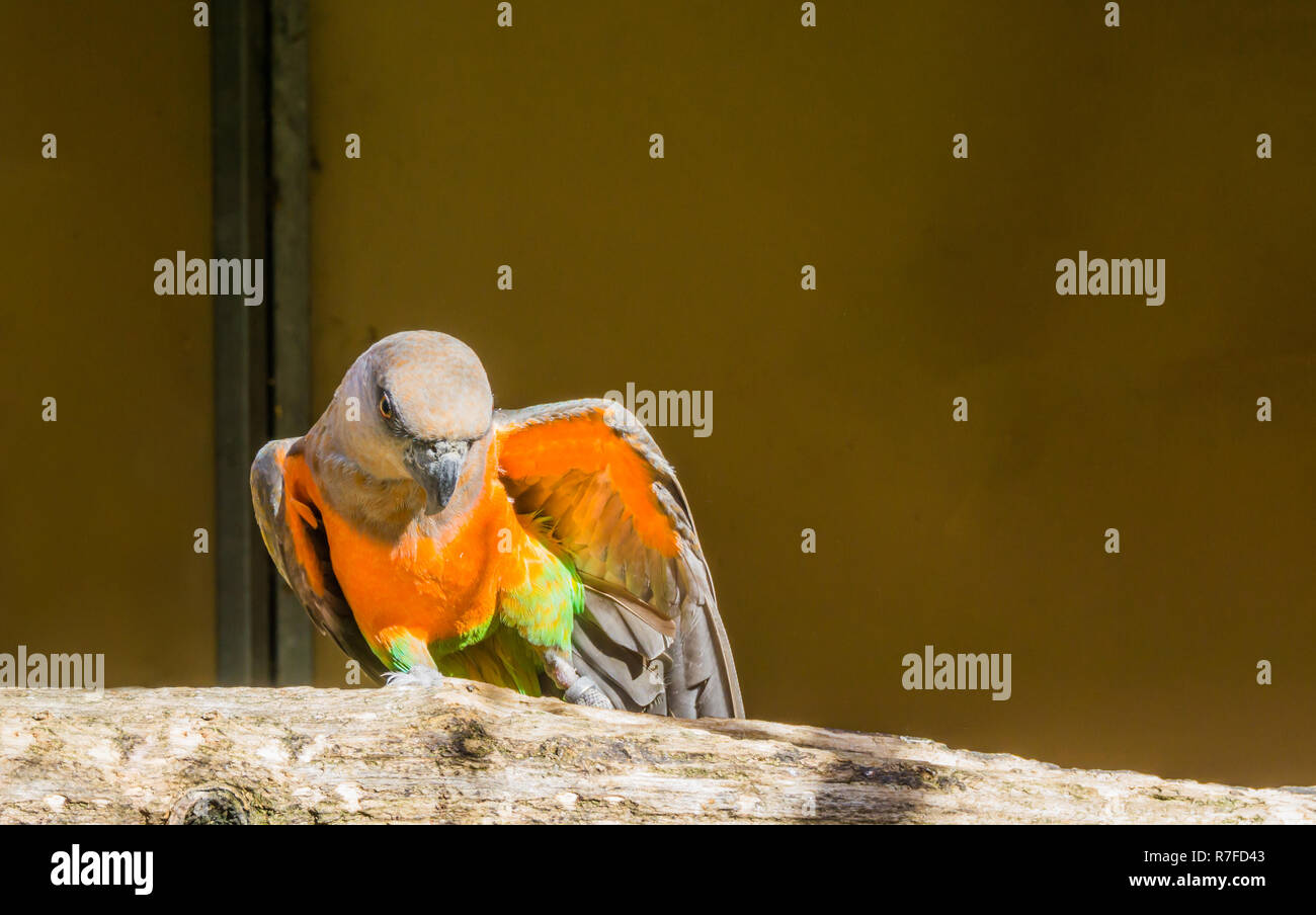 funny red bellied parrot showing off his smooth dancing moves Stock ...