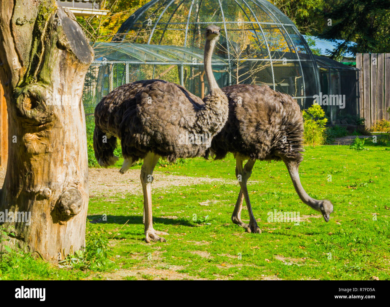 Common ostriches hi-res stock photography and images - Alamy