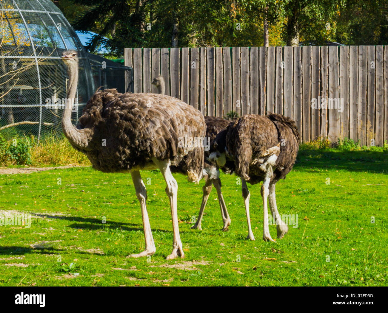 closeup of a female common ostrich with two other ostriches in the ...