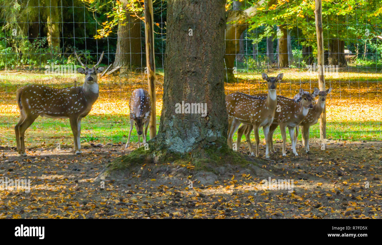Spotted deers male hi-res stock photography and images - Alamy