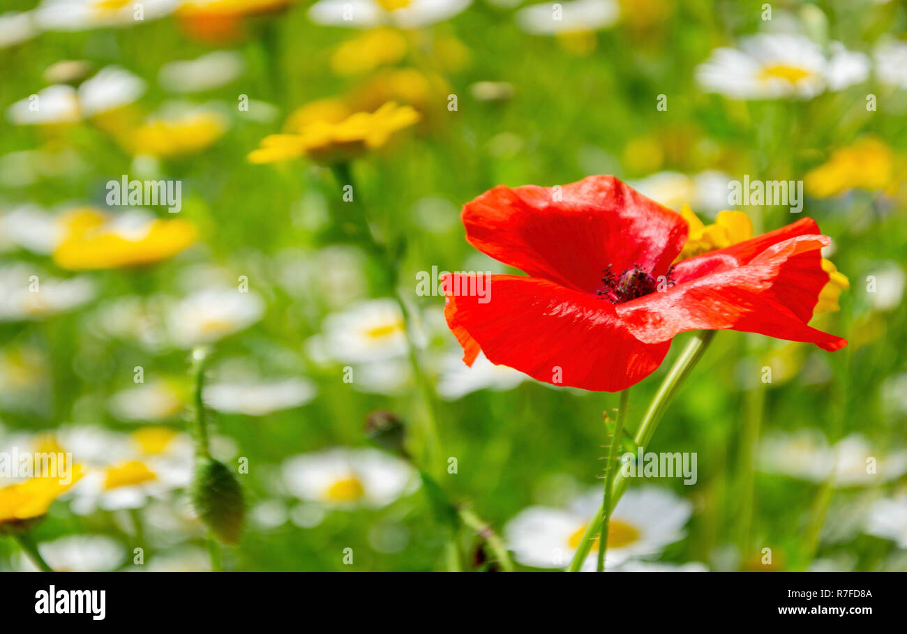 Lone Poppy with yellow flowers in background with depth of field Stock ...
