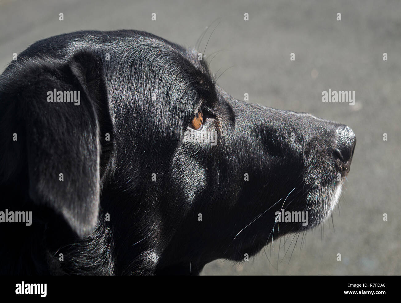 Profile of black dogs head Stock Photo - Alamy