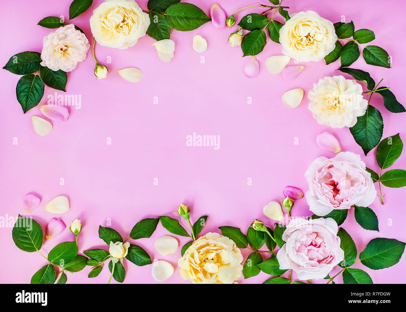Peony flowers and petals in composition, floral frame on a pink ...