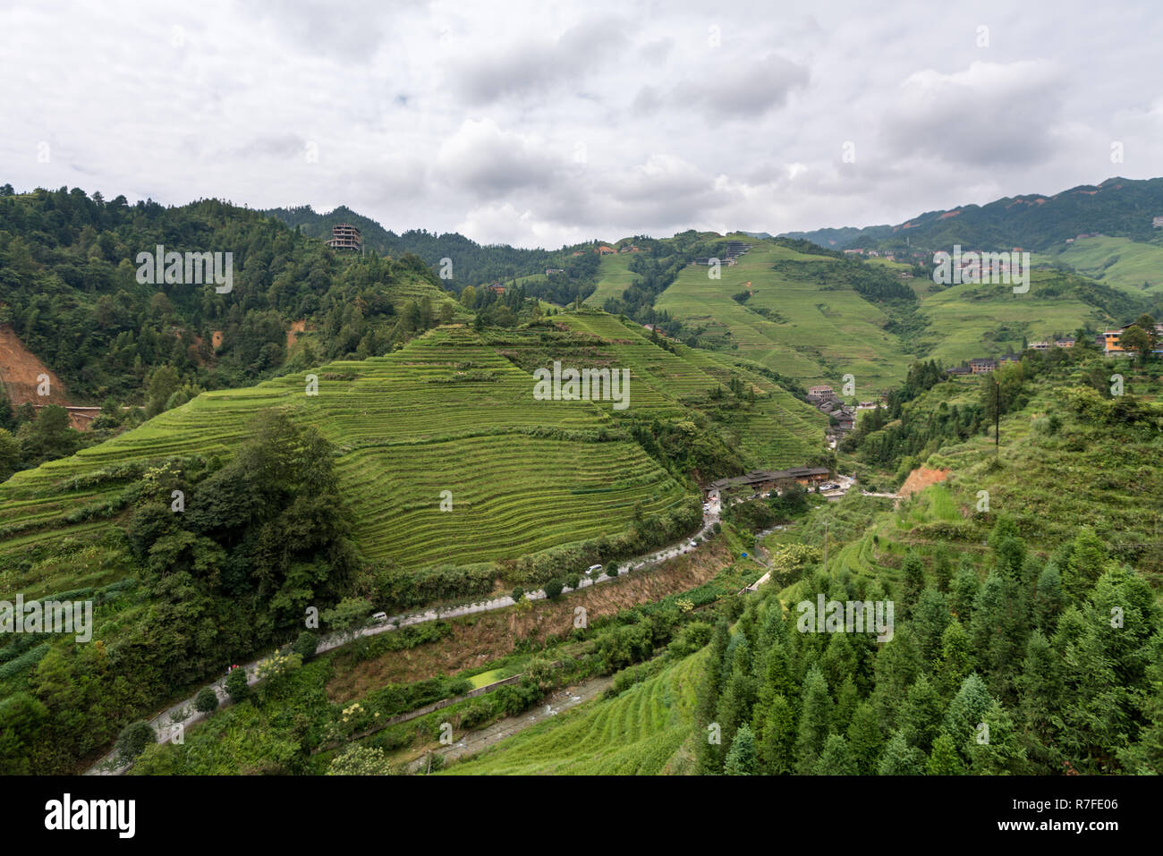 Longji Jinkeng Rice terrace area in Guangxi, China. A traditional ...