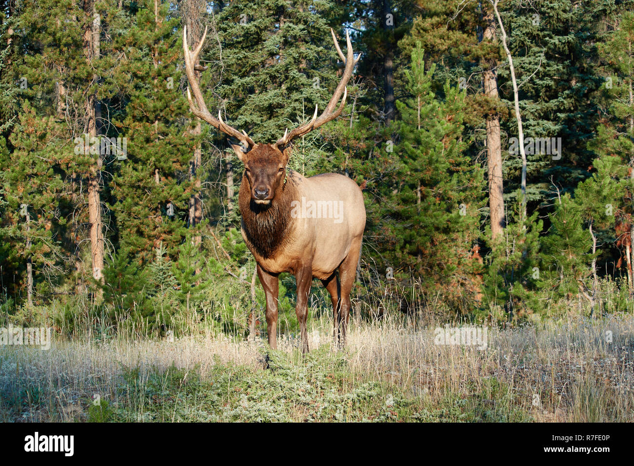 Wapiti deer hi-res stock photography and images - Alamy