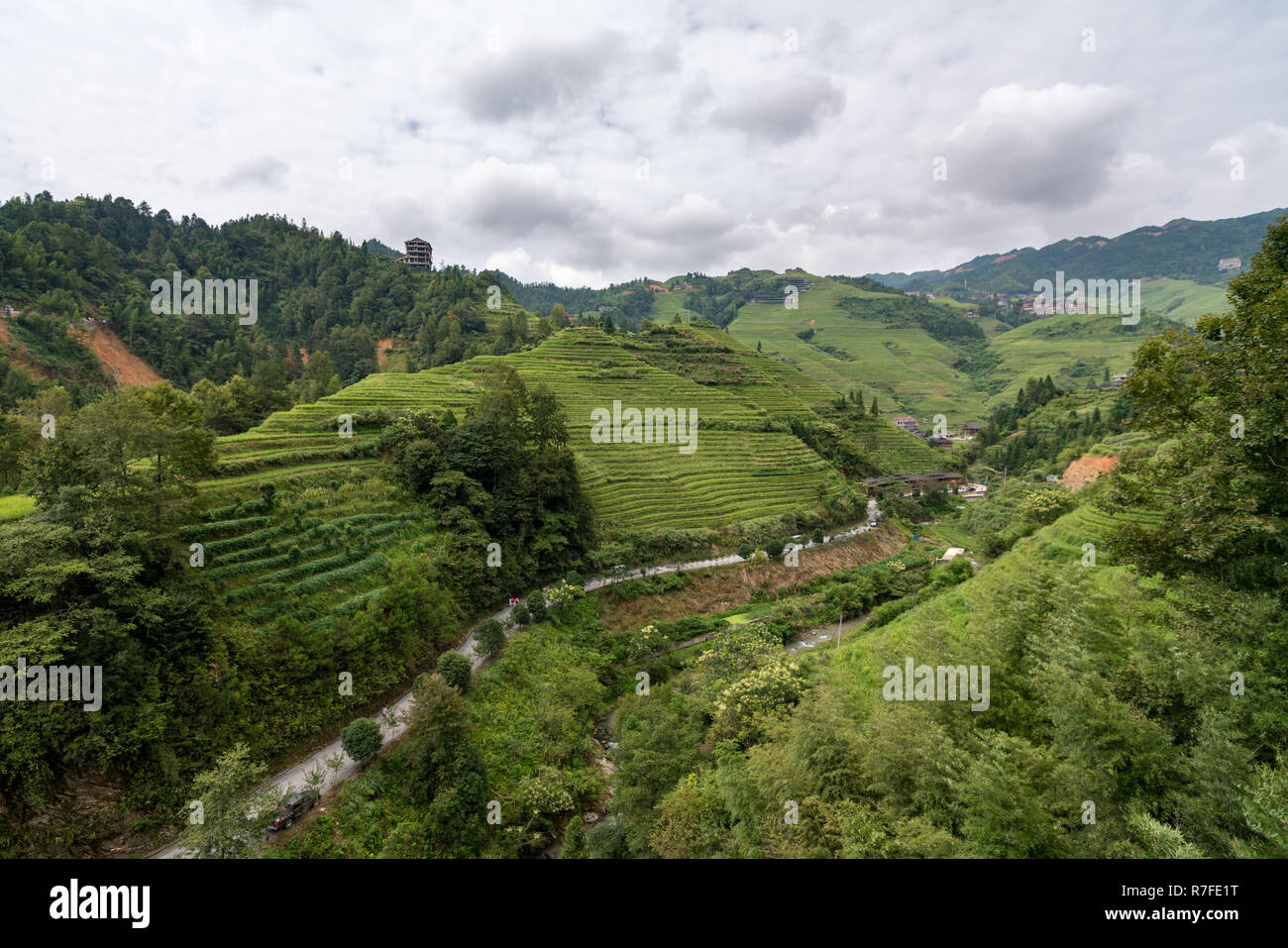 Longji Jinkeng Rice terrace area in Guangxi, China. A traditional ...