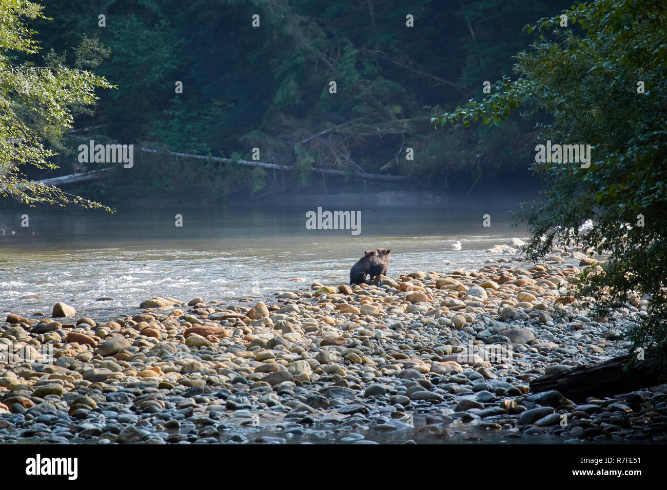Rainforest bear hi-res stock photography and images - Alamy