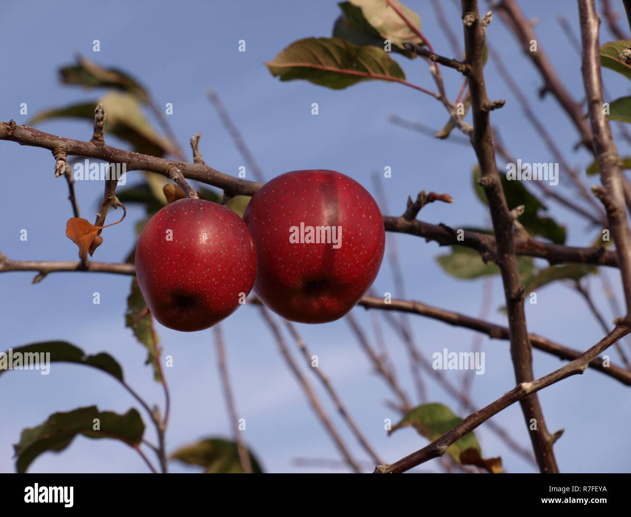 Agriculture apple tree hi-res stock photography and images - Alamy