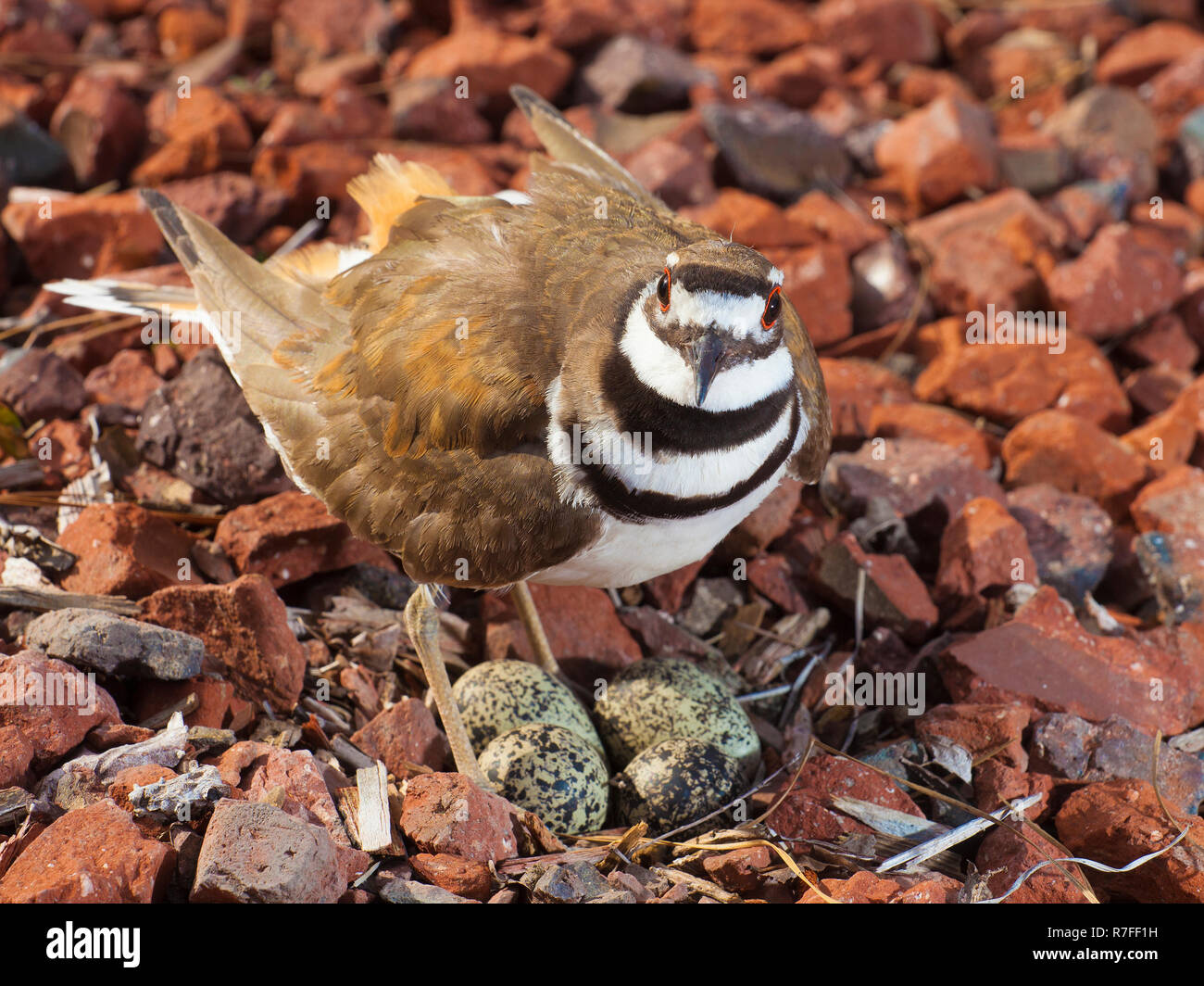 Puffed up head feathers hi-res stock photography and images - Alamy