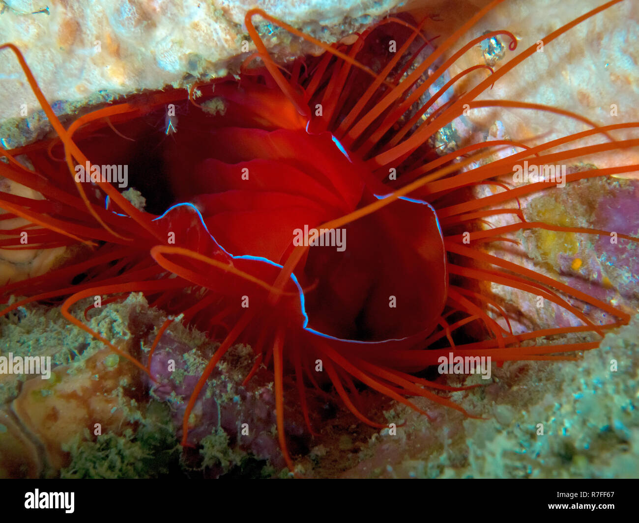 Electric Clam in Sulawesi Stock Photo - Alamy