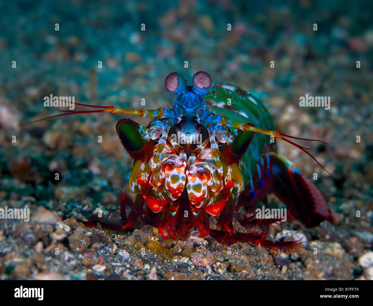 Mantis crab hi-res stock photography and images - Alamy