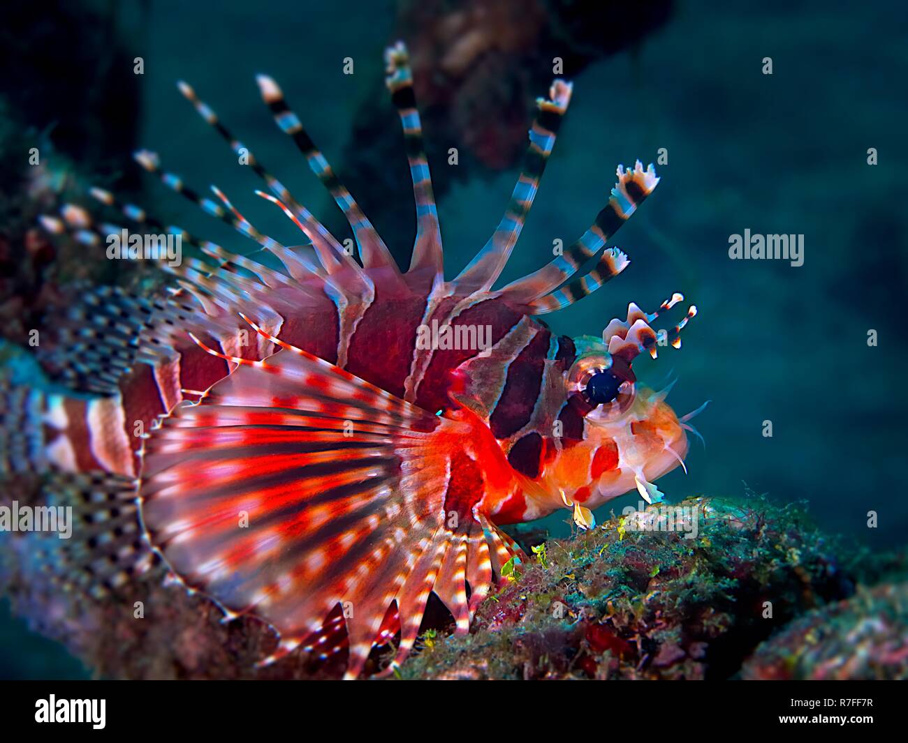 Scorpionfish in Sulawesi Stock Photo - Alamy