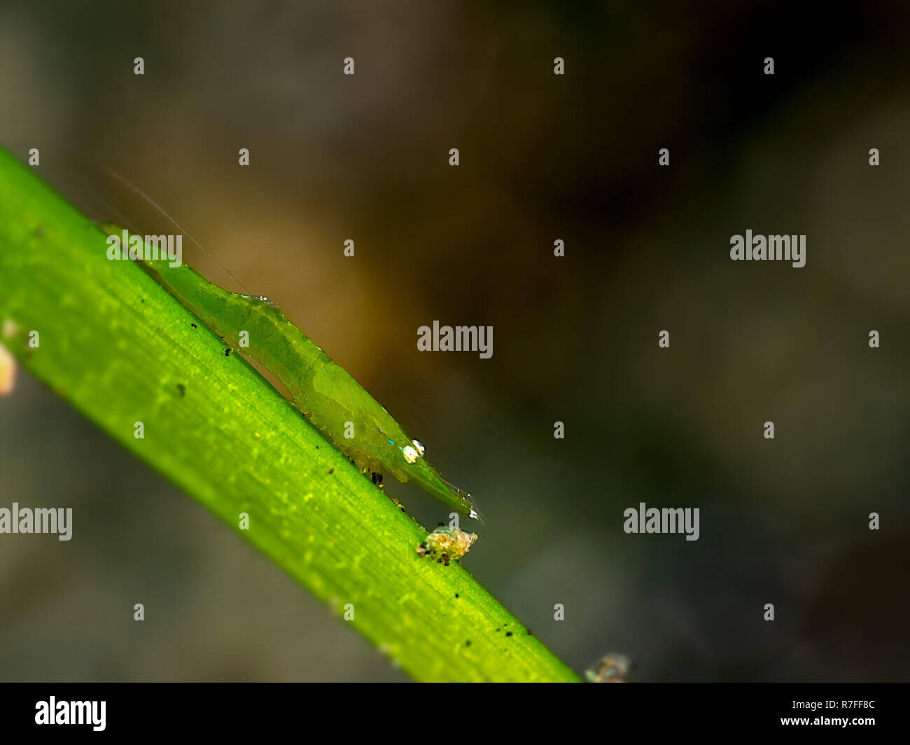 Mud shrimp hi-res stock photography and images - Alamy
