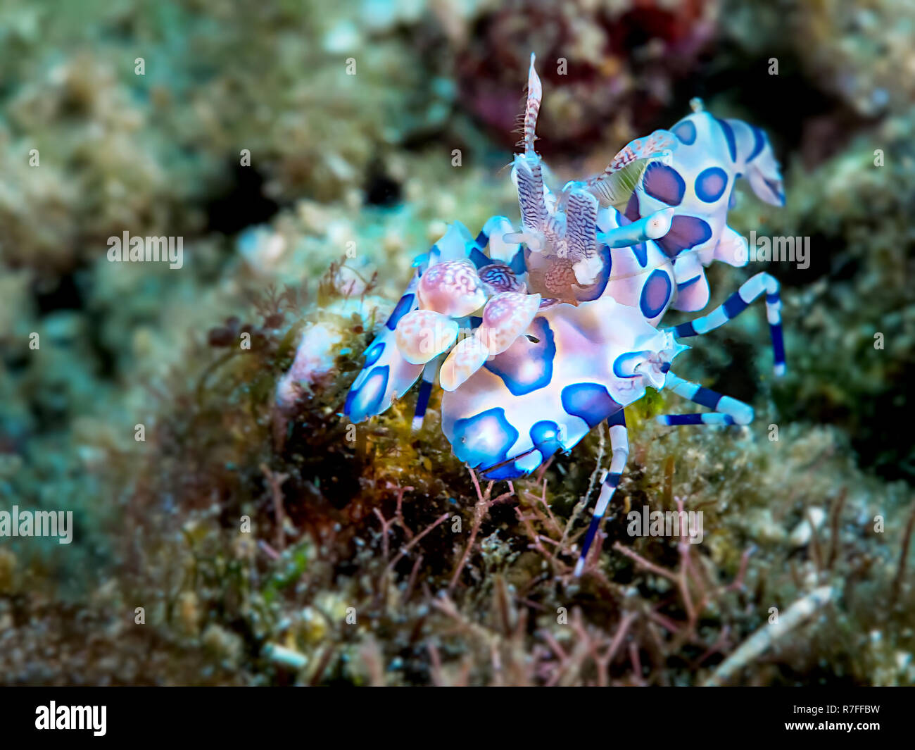 Harlequin Shrimp: Saltwater Aquarium Invertebrates – FDOMF