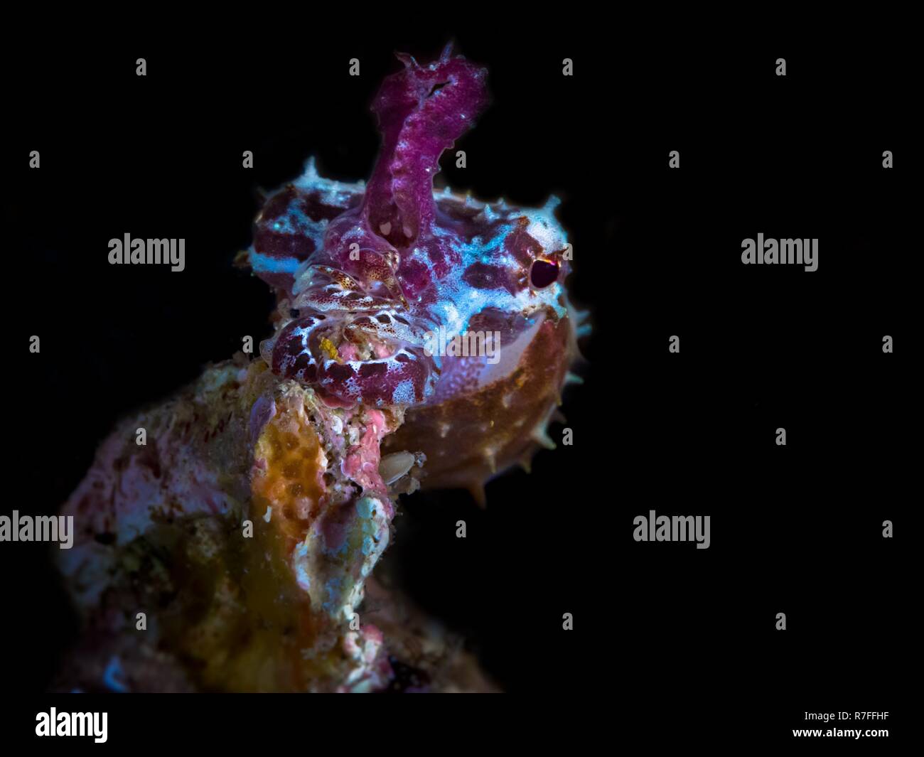 Pygmycuttlefish hi-res stock photography and images - Alamy