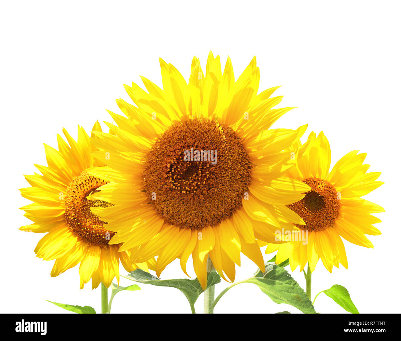 Three sunflowers. Isolated on white background Stock Photo - Alamy