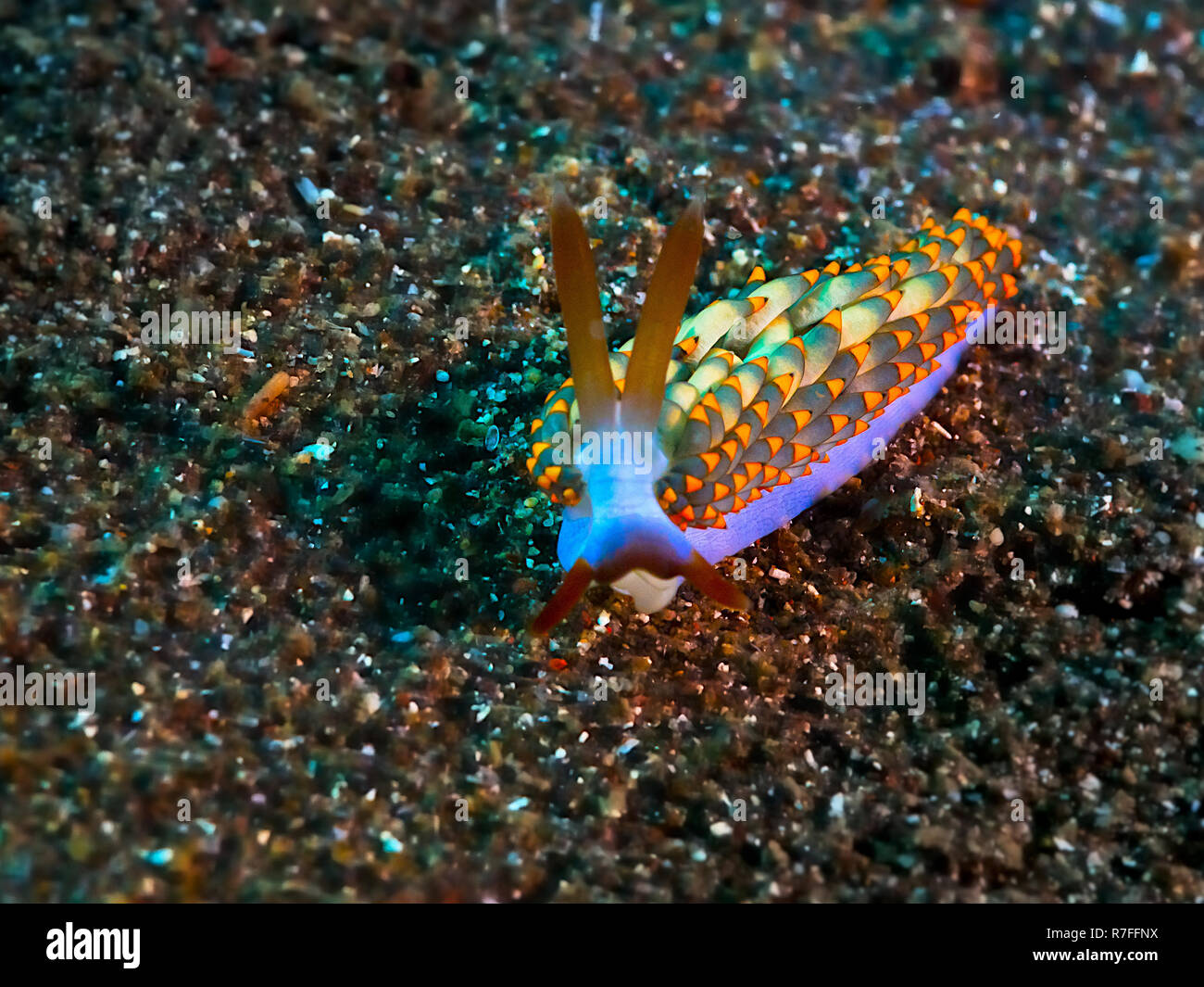 Diver and nudibranch hi-res stock photography and images - Alamy