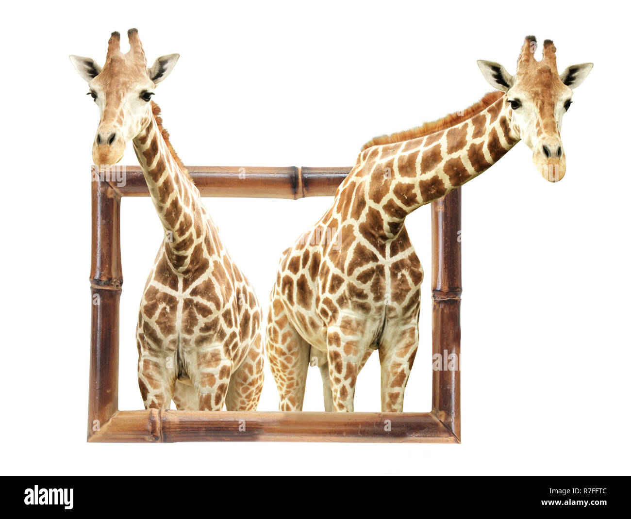 Two giraffes in bamboo frame with 3d effect. Isolated on white ...