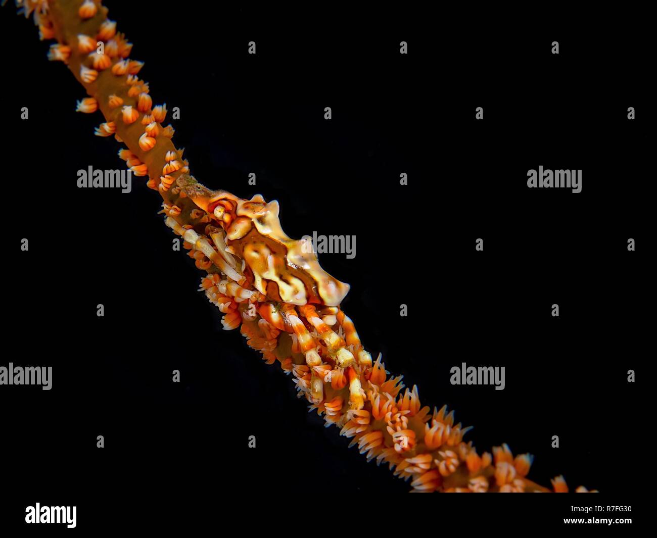 Xeno hi-res stock photography and images - Alamy