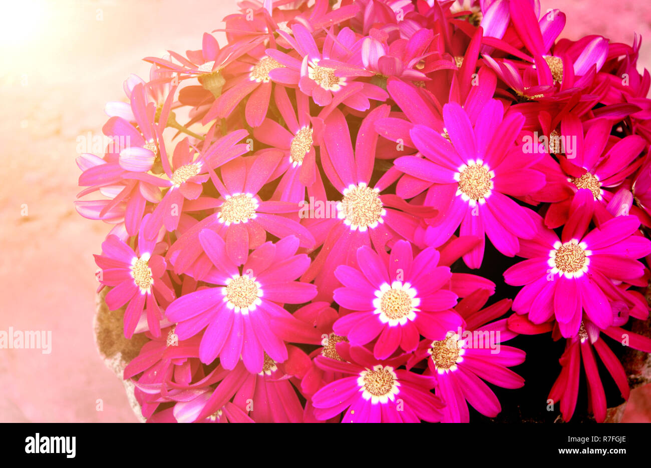 Beautiful purple flowers on sunny background Stock Photo - Alamy