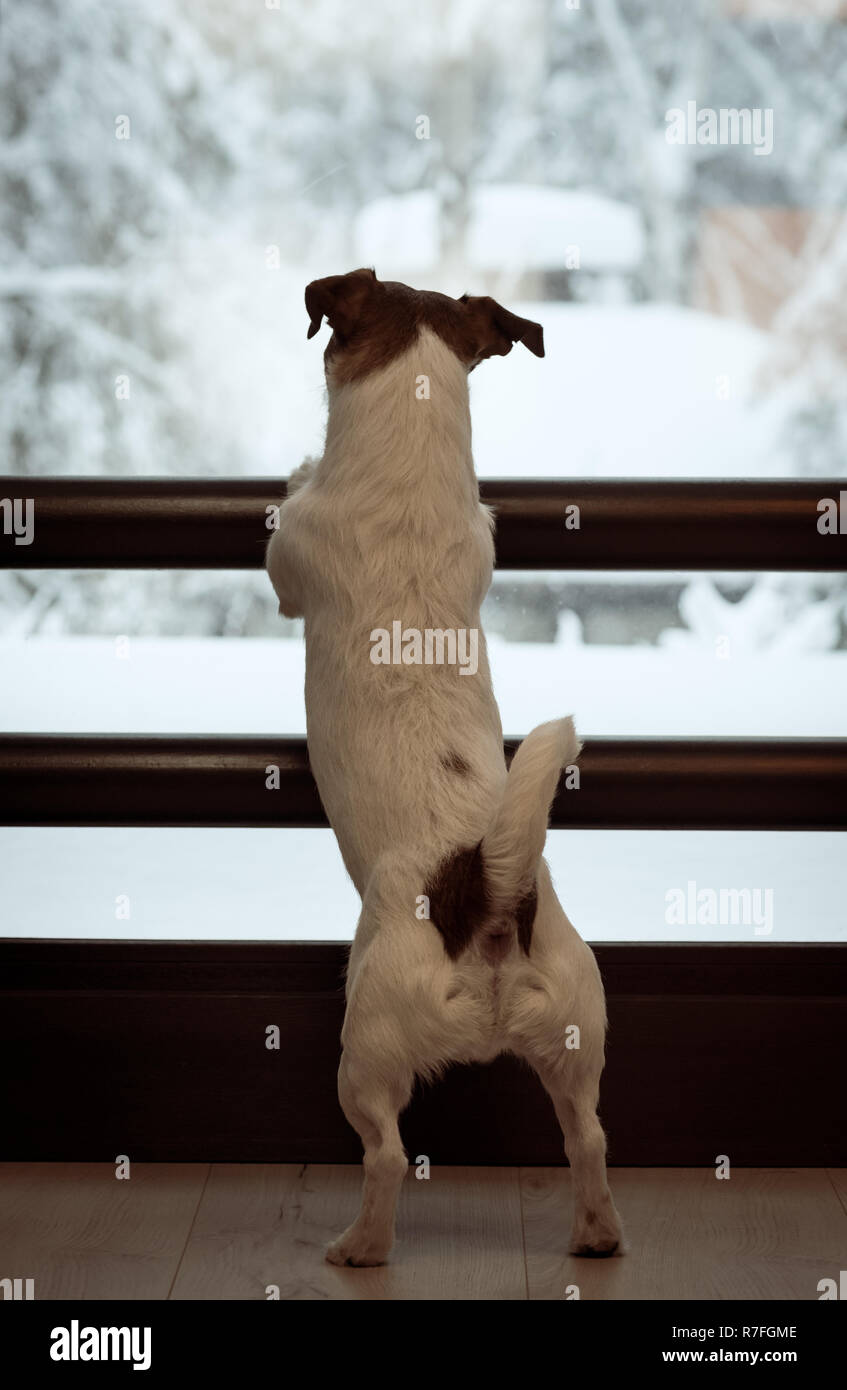 Dog looking through window at fairy snowy view waiting for owner Stock ...