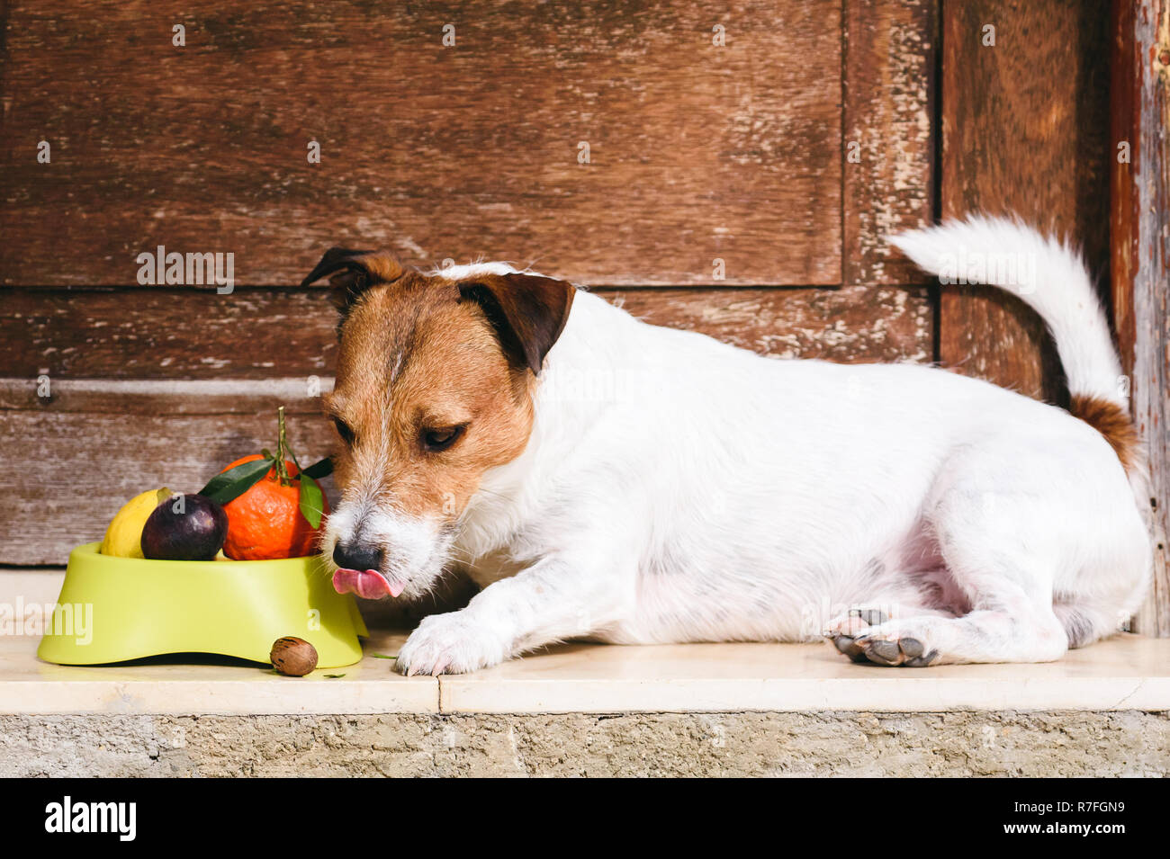 Dog with bowl full of fruits and nuts licking mouth Stock Photo - Alamy