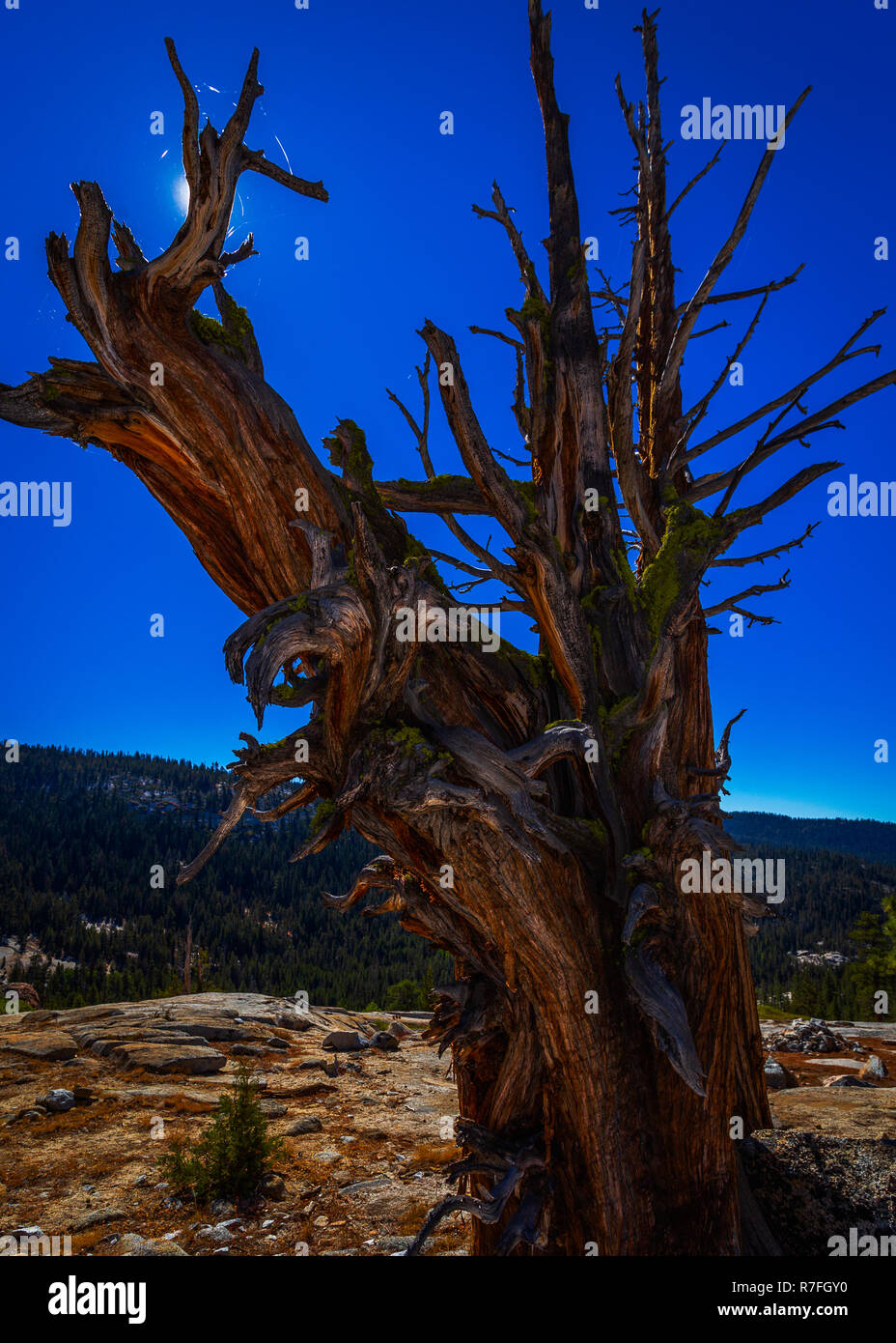 Craggy Old Tree growing out of the rocks Stock Photo - Alamy