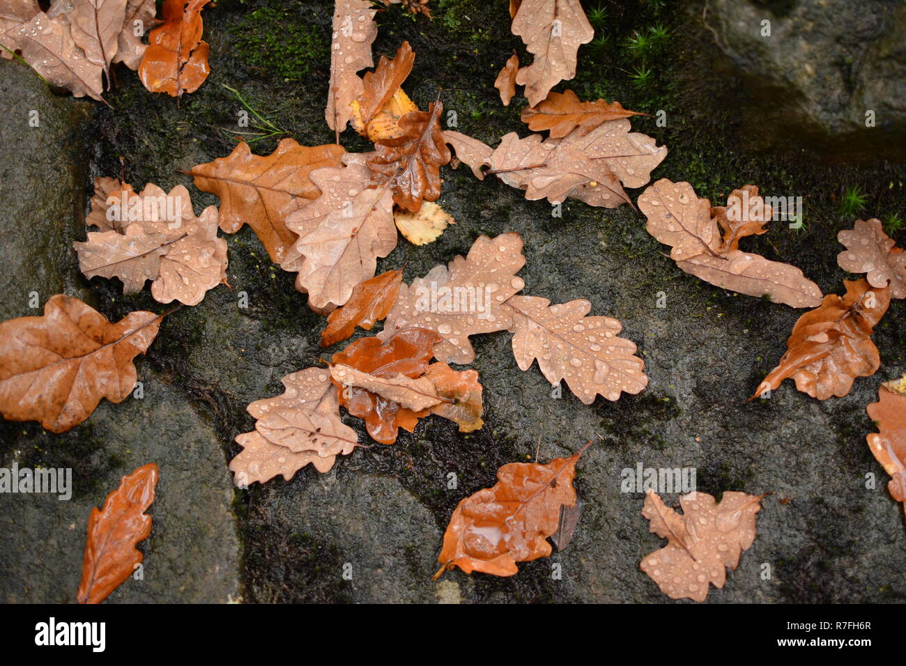 Hydef cymru hi-res stock photography and images - Alamy