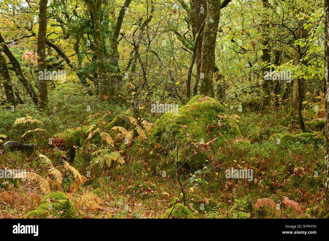 Hydef cymru hi-res stock photography and images - Alamy