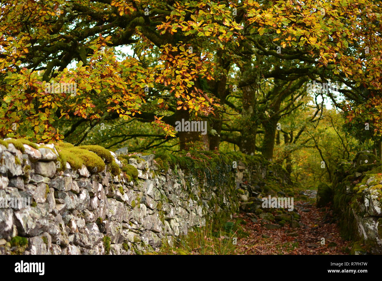 Hydef cymru hi-res stock photography and images - Alamy