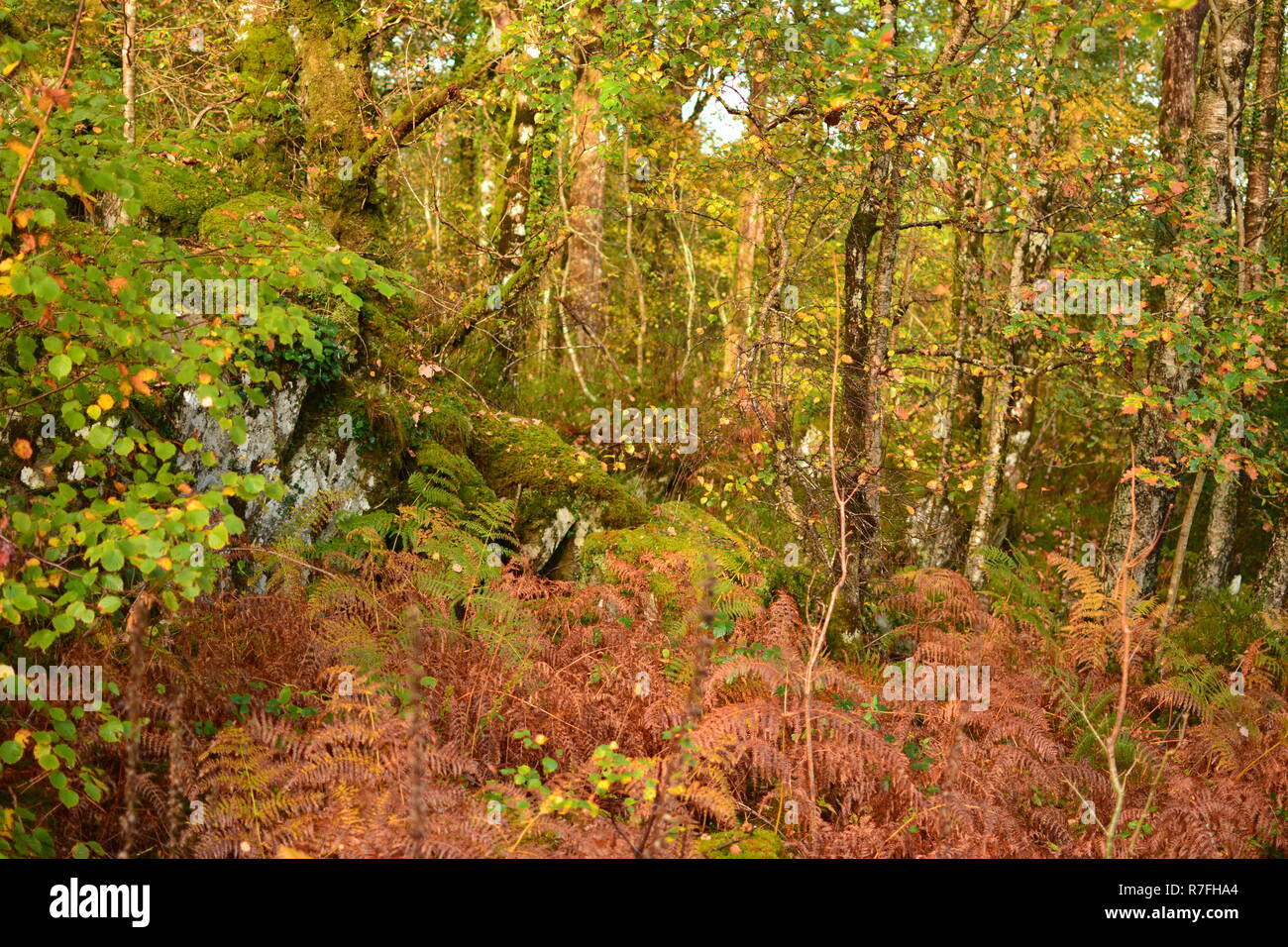 Hydef cymru hi-res stock photography and images - Alamy