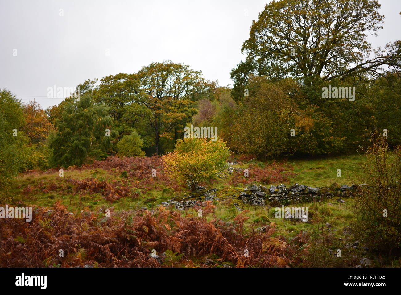 Glaslyn gwynedd autumn colours hi-res stock photography and images - Alamy