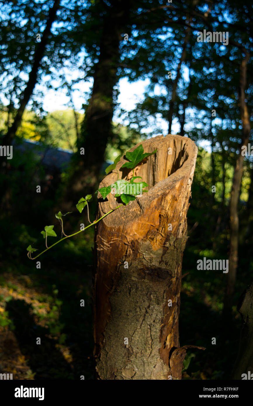 A Old Tree with Ivy in Germany Stock Photo - Alamy